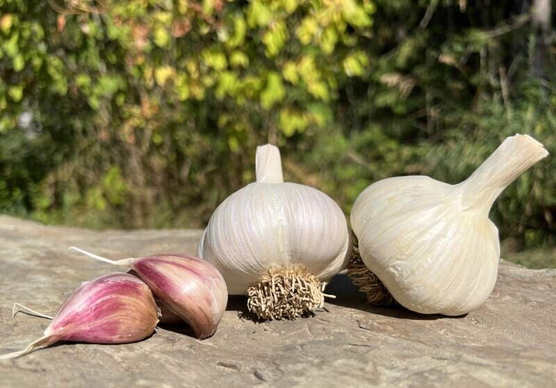 Buy Organic Gourmet Garlic - Allicins Ranch