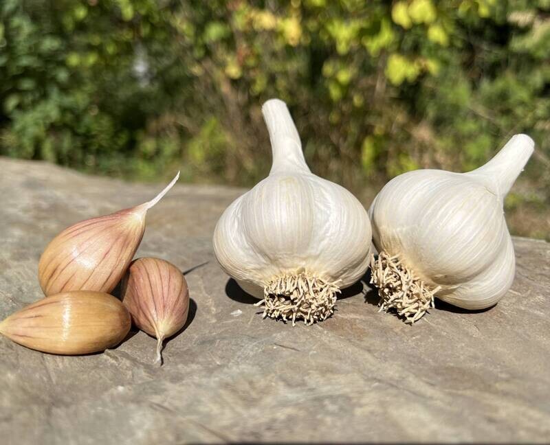 Buy Organic Gourmet Garlic - Allicins Ranch