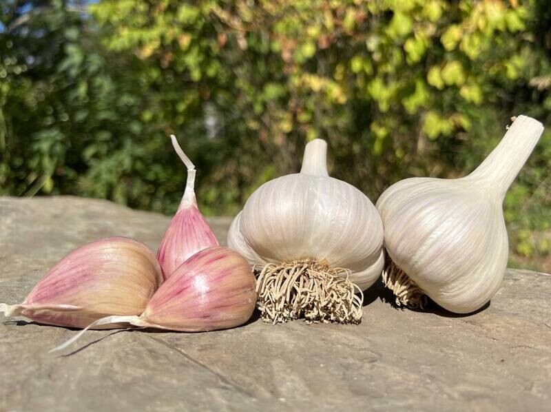 Buy Organic Gourmet Garlic - Allicins Ranch