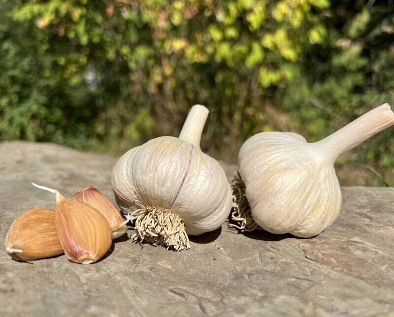 Buy Organic Gourmet Garlic - Allicins Ranch