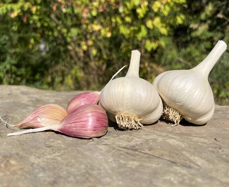 Buy Organic Gourmet Garlic - Allicins Ranch