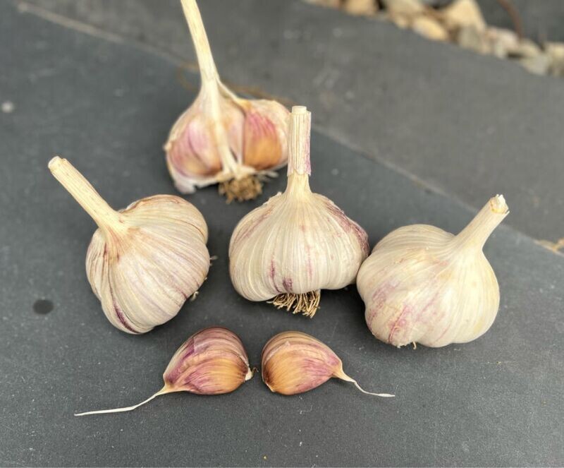 Buy Organic Gourmet Garlic - Allicins Ranch