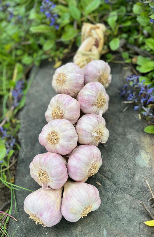 Garlic Braids