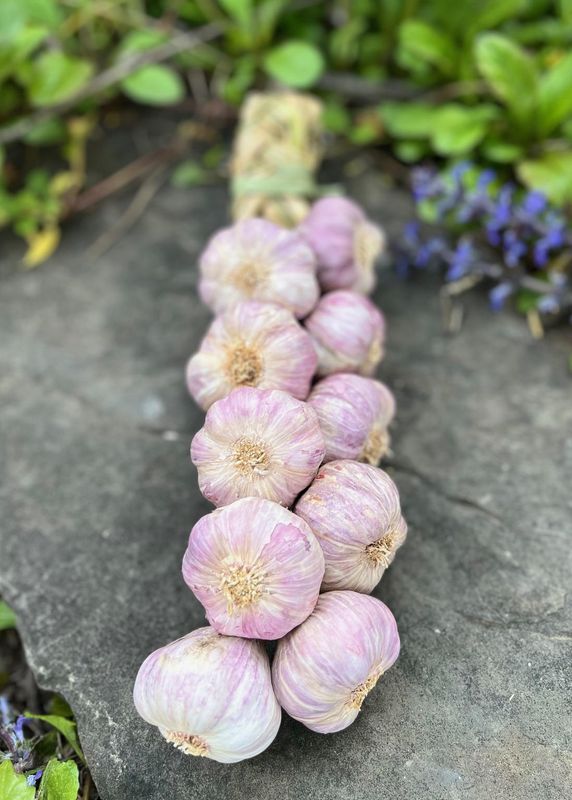 Garlic Braids