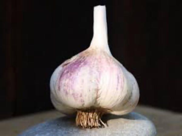 Buy Organic Gourmet Garlic - Allicins Ranch