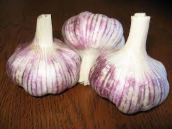 Buy Organic Gourmet Garlic - Allicins Ranch