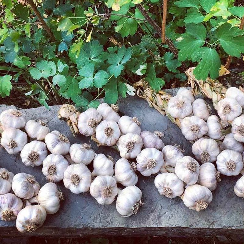 Allicins Ranch - Organic Gourmet Garlic - Online Store