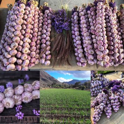 Allicins Ranch - Organic Gourmet Garlic - Online Store