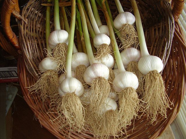 Buy Organic Gourmet Garlic - Allicins Ranch