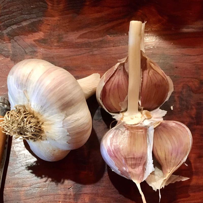 Buy Organic Gourmet Garlic - Allicins Ranch