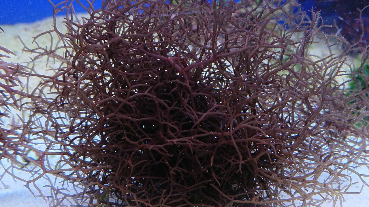 Buy Macroalgae in the UK-Macro Algae for refugium or display