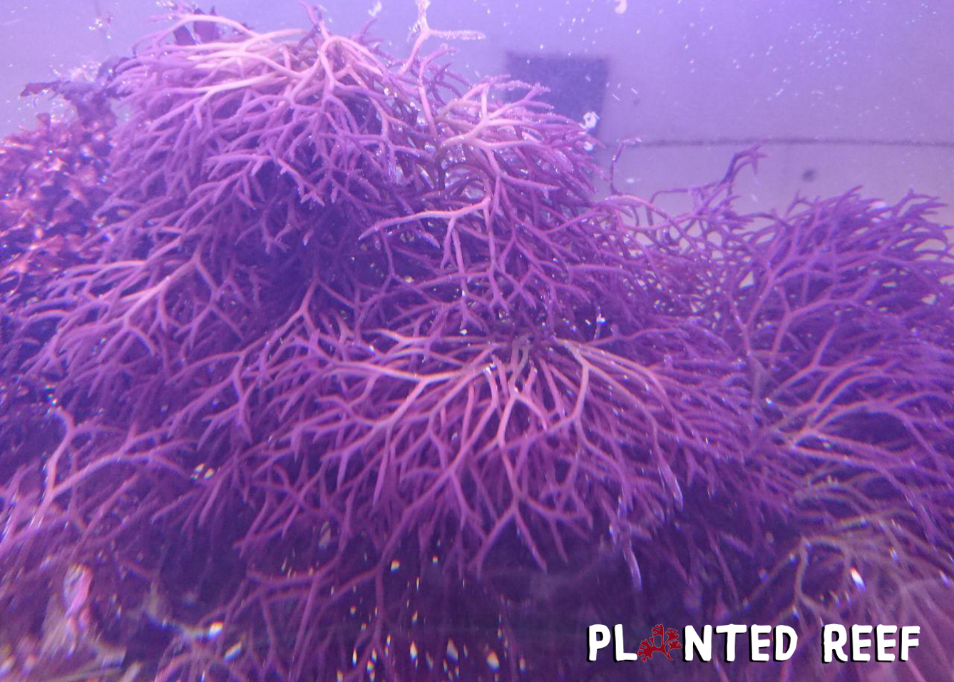 Buy Macroalgae in the UK-Macro Algae for refugium or display