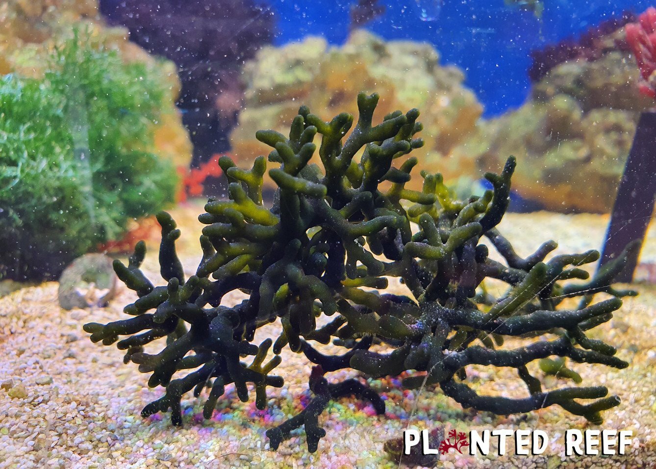 Buy Macroalgae in the UK-Macro Algae for refugium or display
