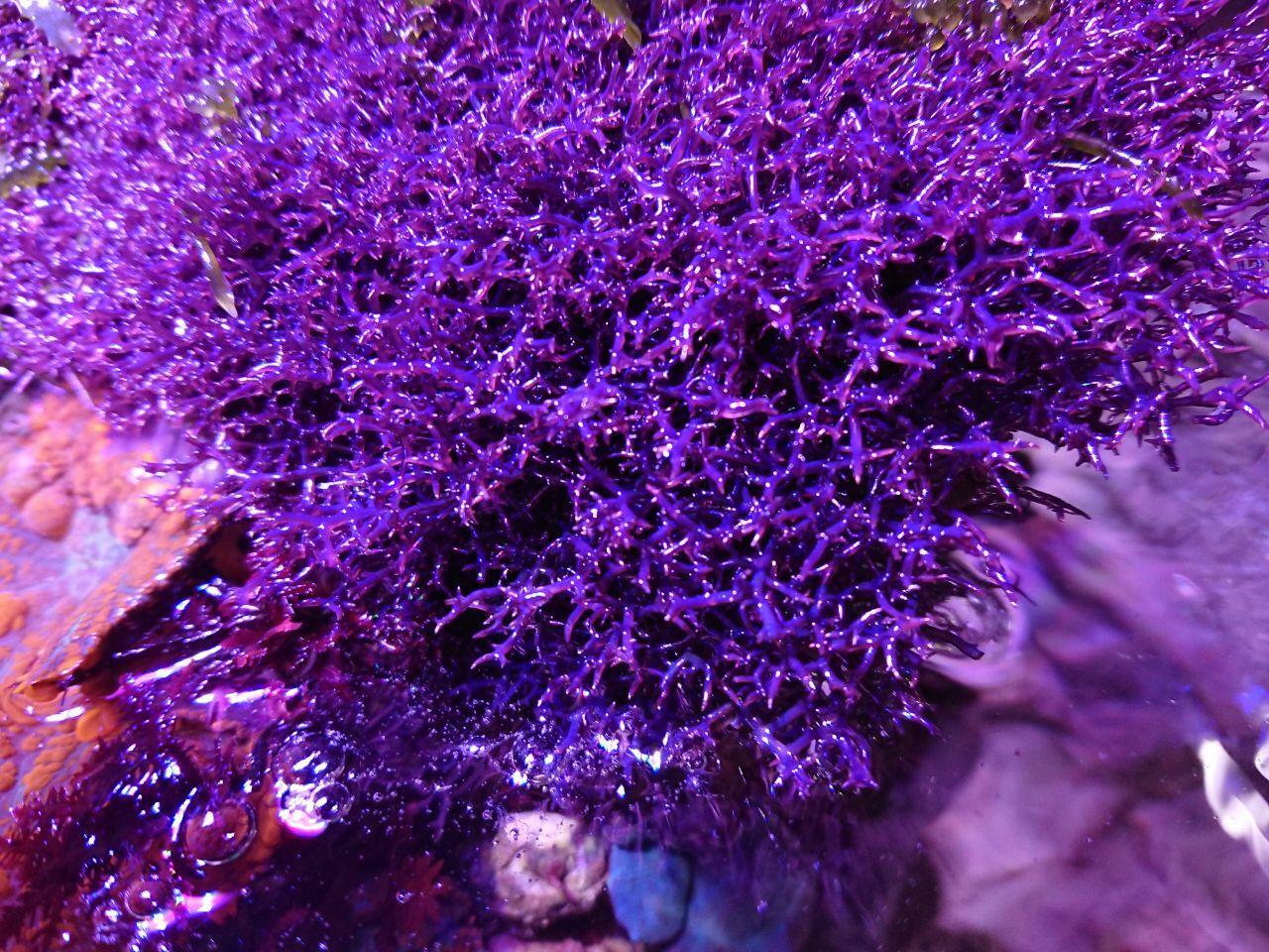 Buy Macroalgae in the UK-Macro Algae for refugium or display