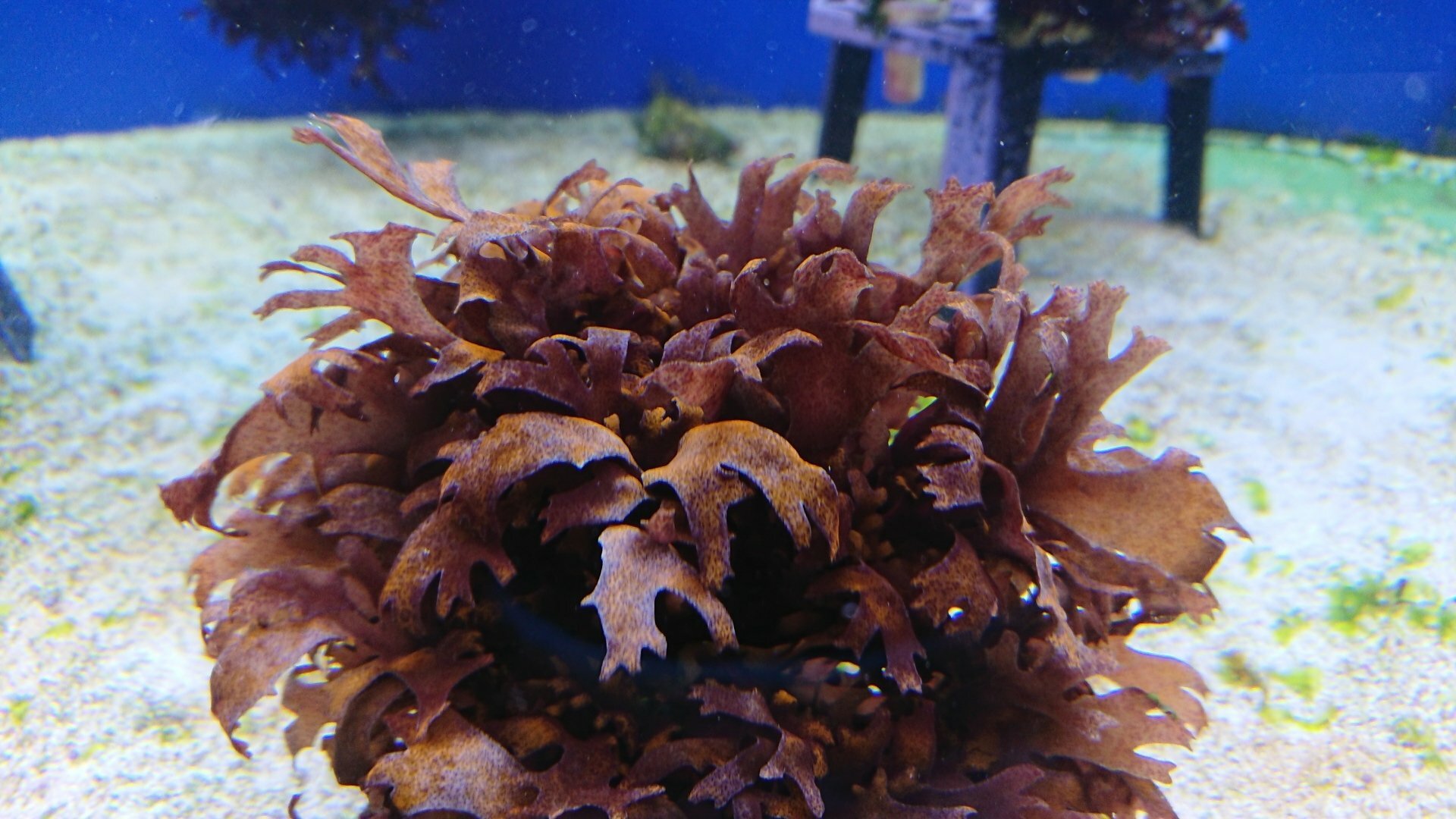 Buy Macroalgae in the UK-Macro Algae for refugium or display