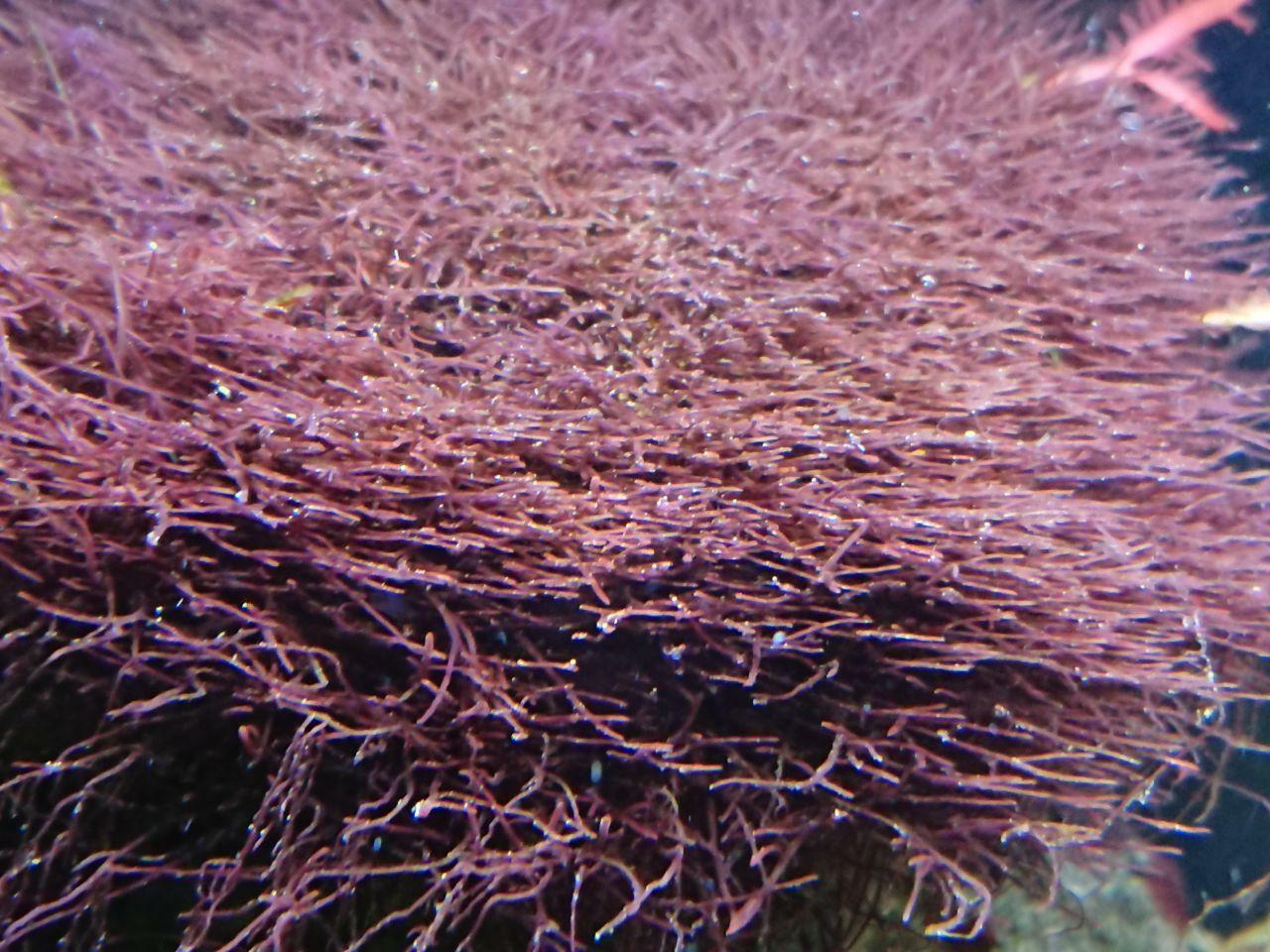 Buy Macroalgae in the UK-Macro Algae for refugium or display