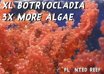 RED MACROALGAE