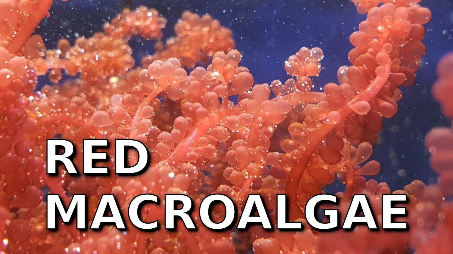 RED MACROALGAE