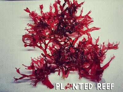 RED MACROALGAE