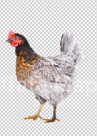 Animal Overlays