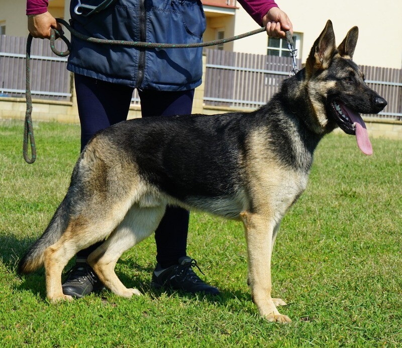 Czech German Shepherd Dogs for Sale - Alpine K-9