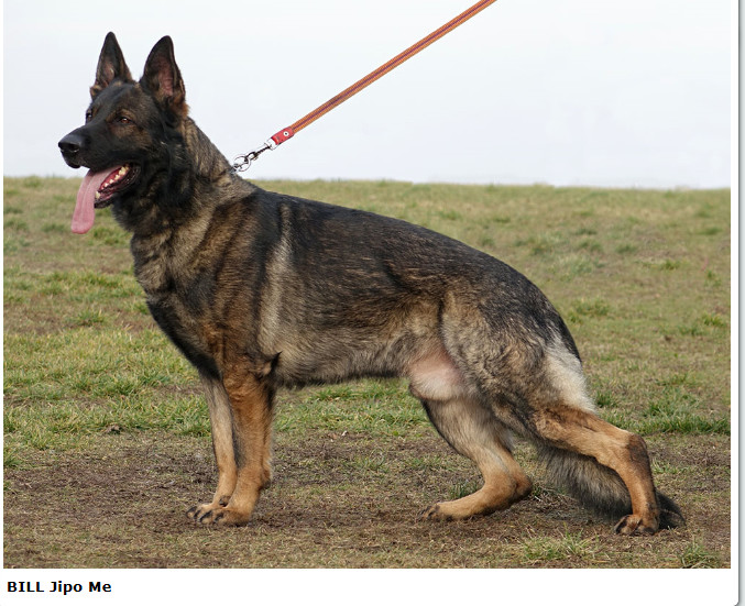 German Shepherd Dogs -German Shepherd Studs - Alpine K-9