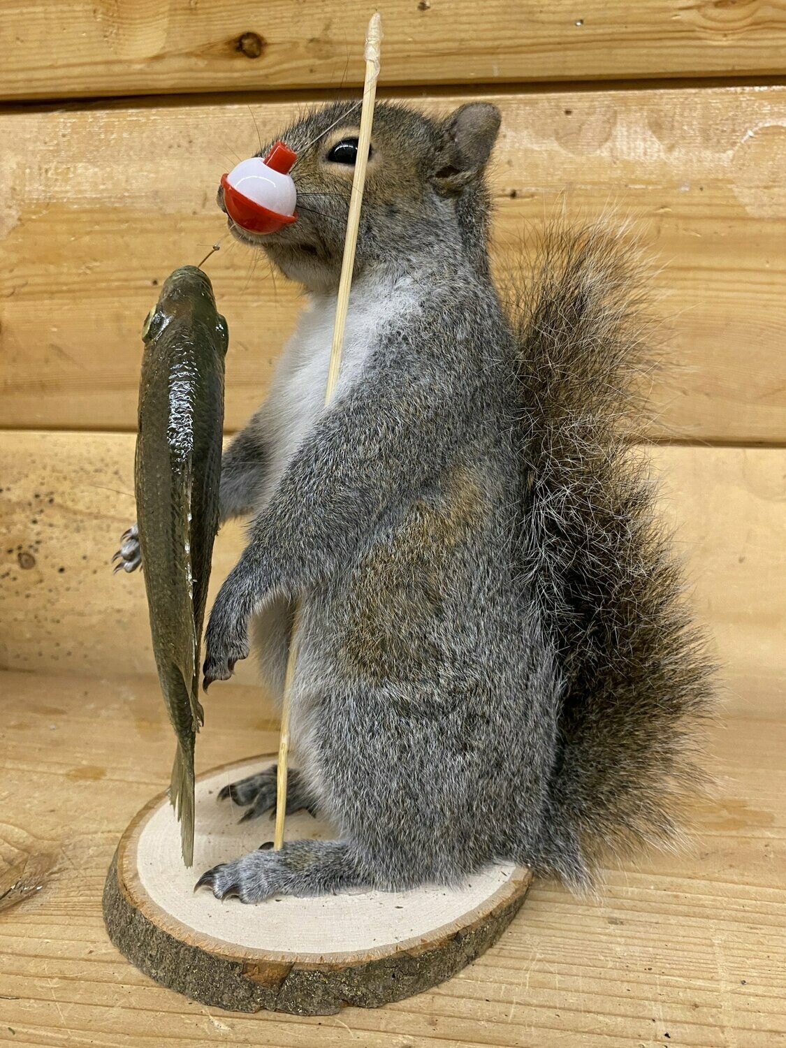 Fishing Squirrel