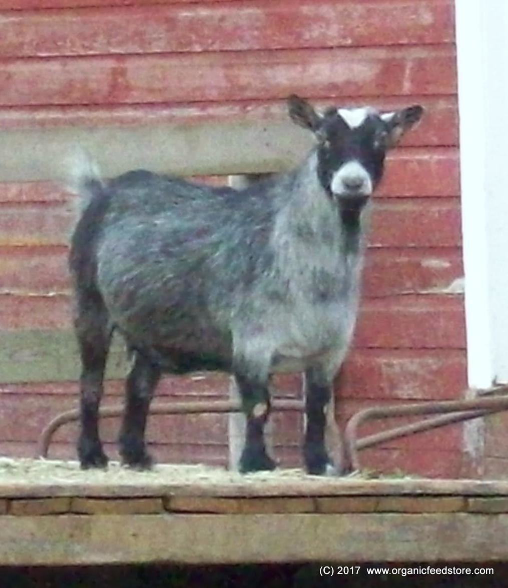 Goat Organic Certified Complete Feed 14 Protein Ground