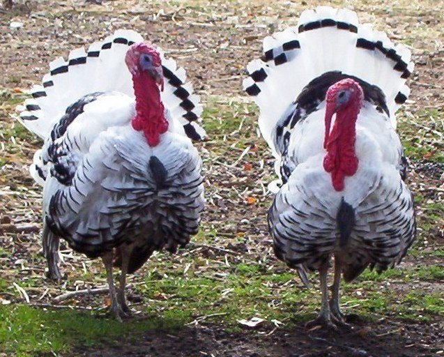 Turkey Feed Certified Organic