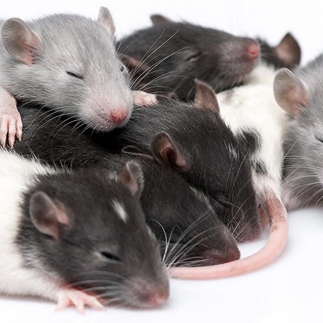 Frozen Rats