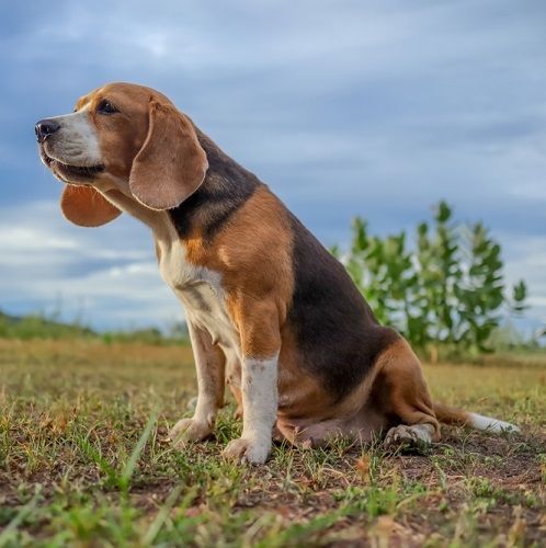 Beagle Oorproblemen: Symptomen, Behandeling & Preventie