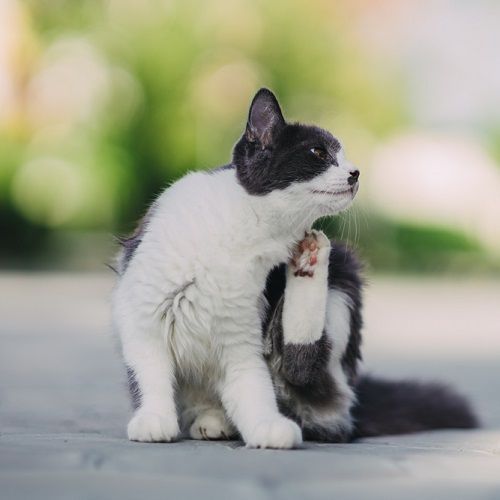 Waarom Krabt Mijn Kat Aan Haar Oren? Veelvoorkomende Oorzaken en Wat te ...