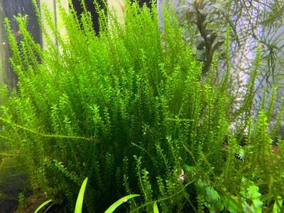 Plants & Moss