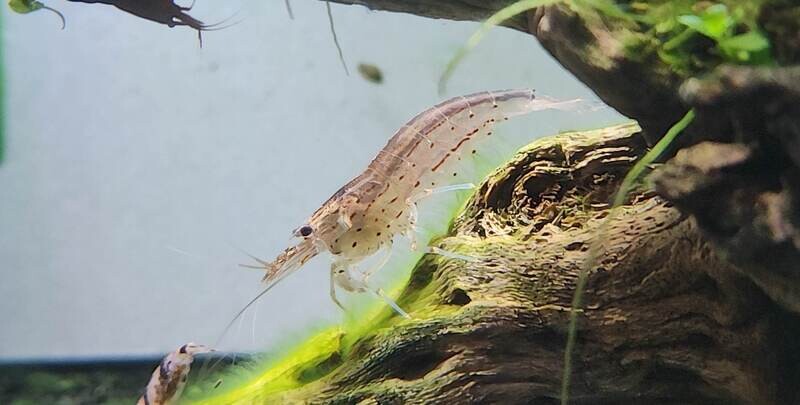Amano Shrimp - 5pk - Nick Teeter