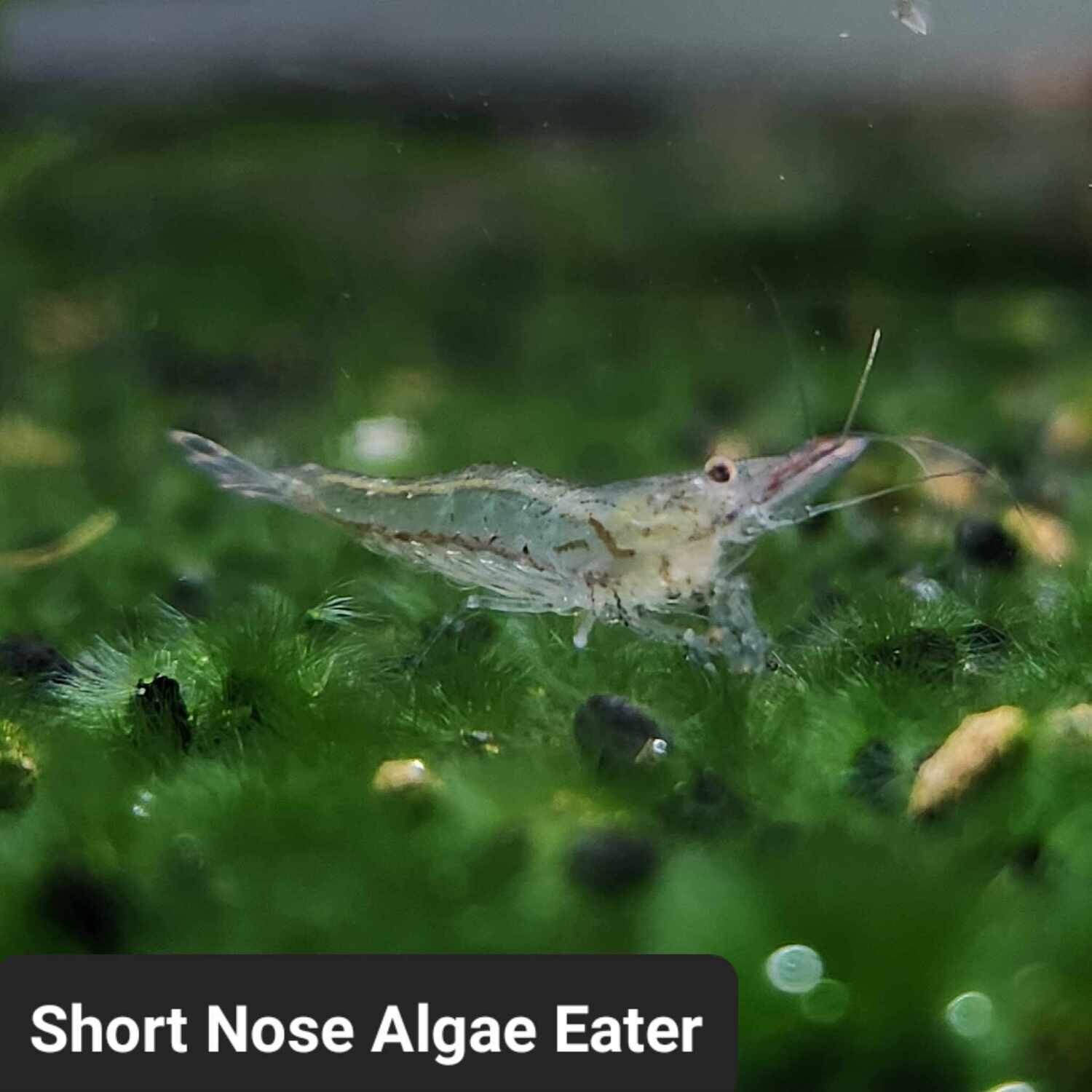Short Nose Algae Eater Shrimp - 5 pack - Nick Teeter