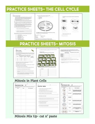 Cell Division Bundle - Store - Biology Roots