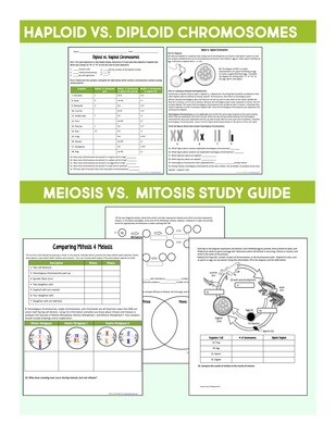 Cell Division Bundle - Store - Biology Roots