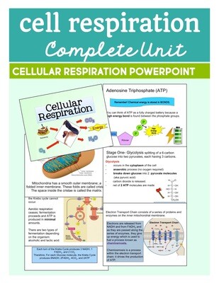 Cellular Respiration Unit Bundle - Store - Biology Roots