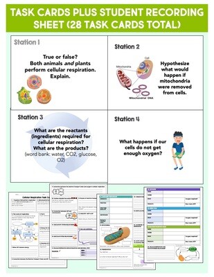Cellular Respiration Unit Bundle - Store - Biology Roots
