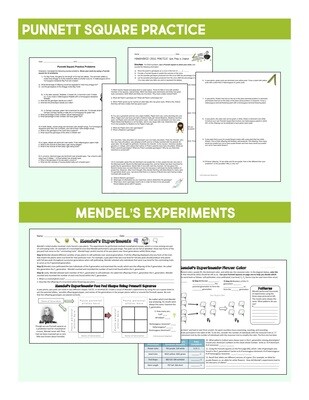 Genetics Unit Bundle - Store - Biology Roots