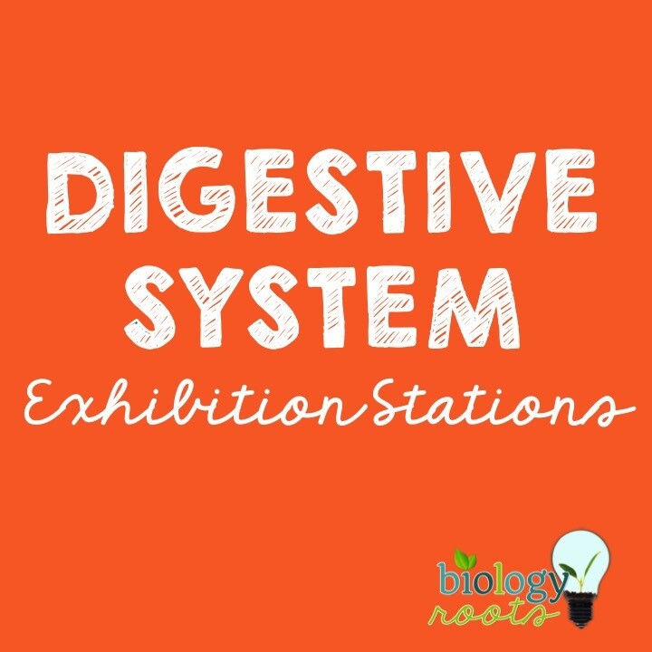 Digestive System Exhibition Stations - Store - Biology Roots