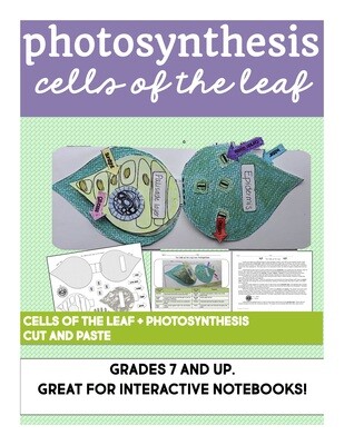 Photosynthesis Cells of the Leaf Model - Store - Biology Roots