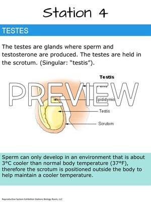 Reproductive System Exhibition Stations - Store - Biology Roots