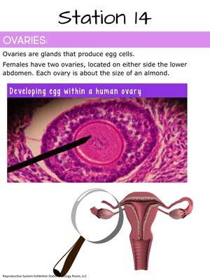 Reproductive System Exhibition Stations - Store - Biology Roots