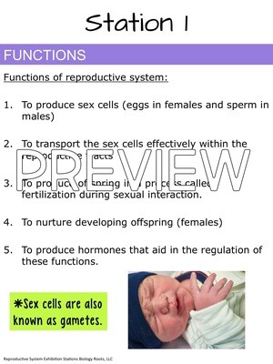 Reproductive System Exhibition Stations - Store - Biology Roots