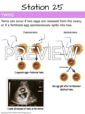 Reproductive System Exhibition Stations - Store - Biology Roots