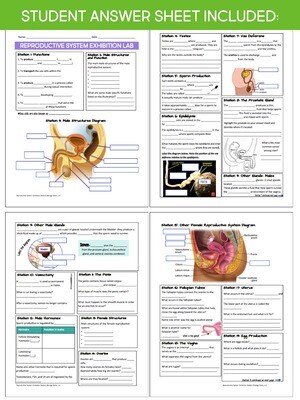 Reproductive System Exhibition Stations - Store - Biology Roots