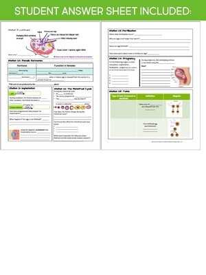 Reproductive System Exhibition Stations - Store - Biology Roots