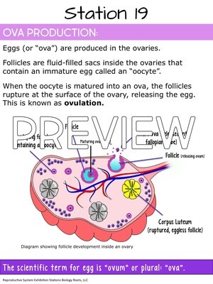 Reproductive System Exhibition Stations - Store - Biology Roots