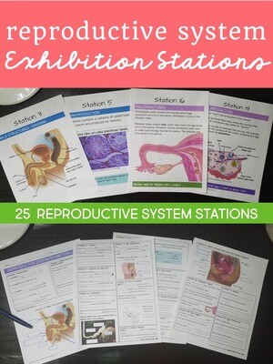 Reproductive System Exhibition Stations - Store - Biology Roots